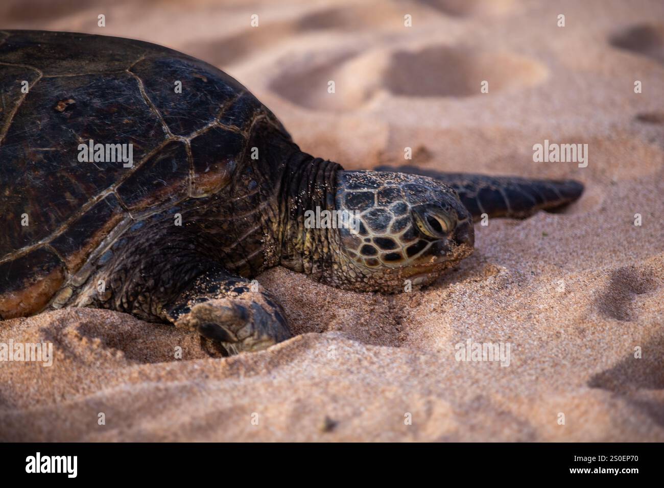 A detailed close-up of a green sea turtle resting on the sand ...