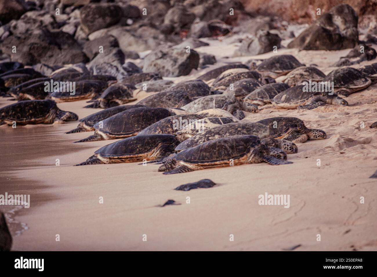 A serene gathering of green sea turtles basking on a sandy shore ...