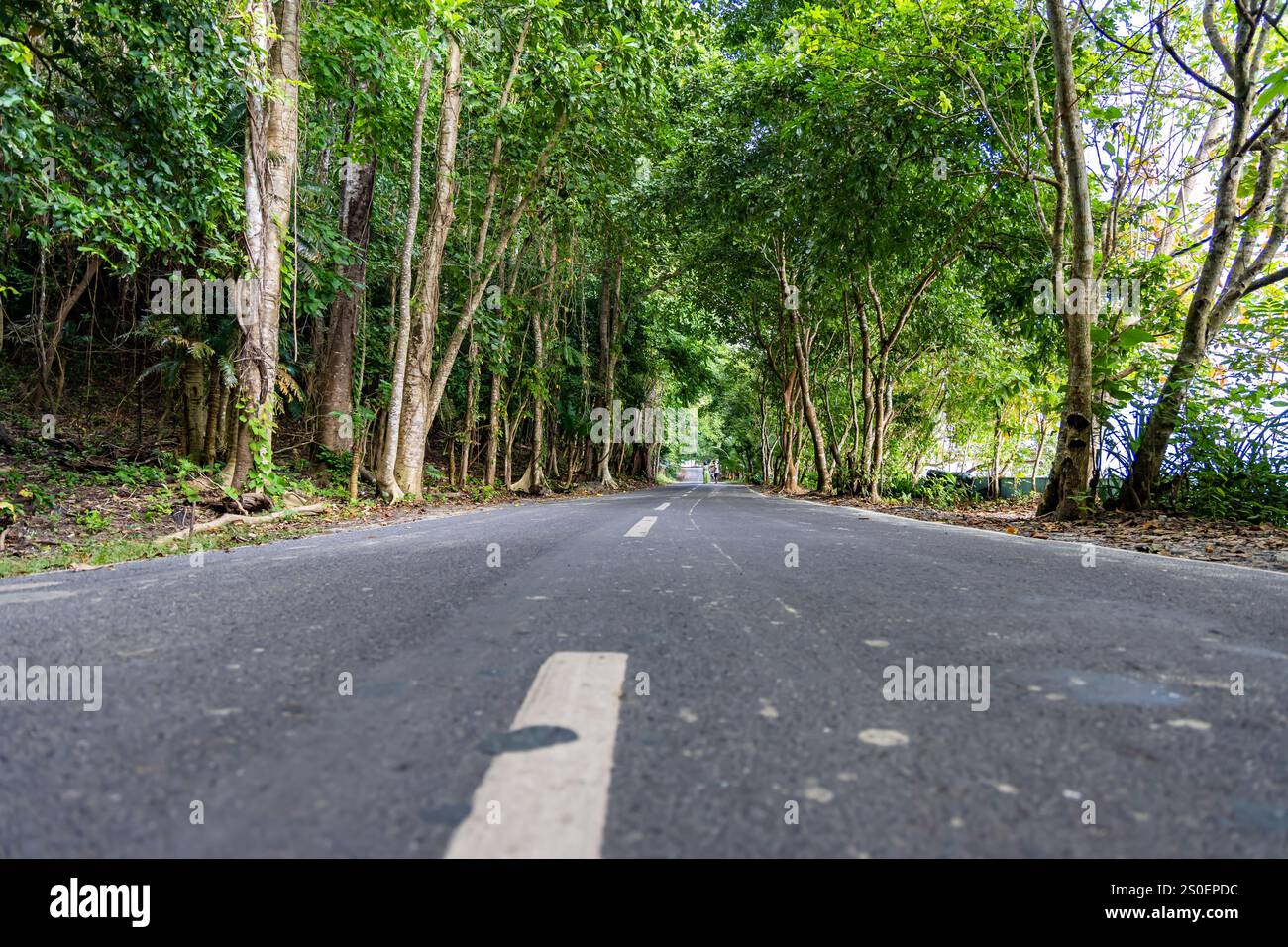 isolated tarmac road leading to lush green forests at morning from low ...