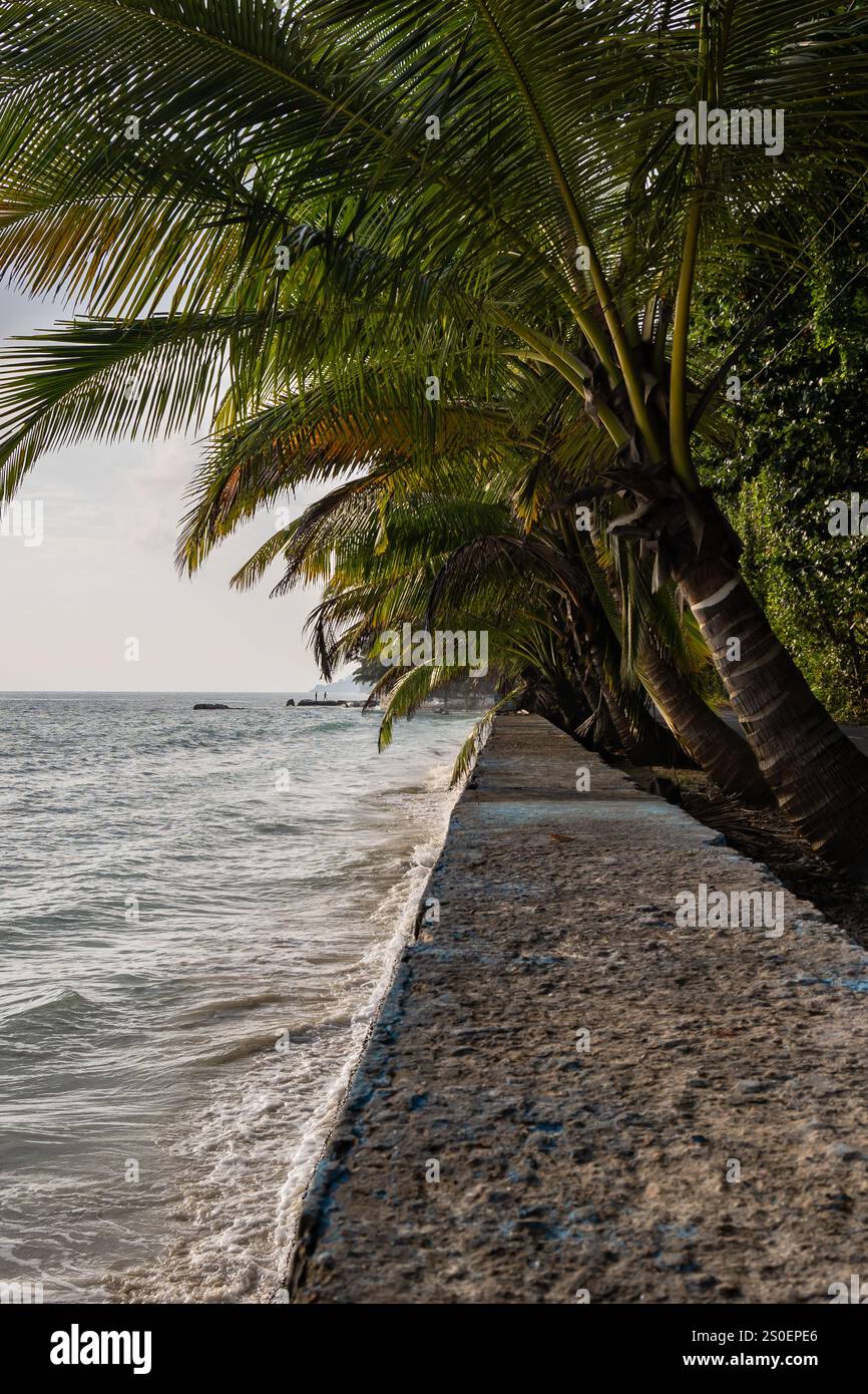 sea shore view with coconut tree at morning from flat angle image is ...