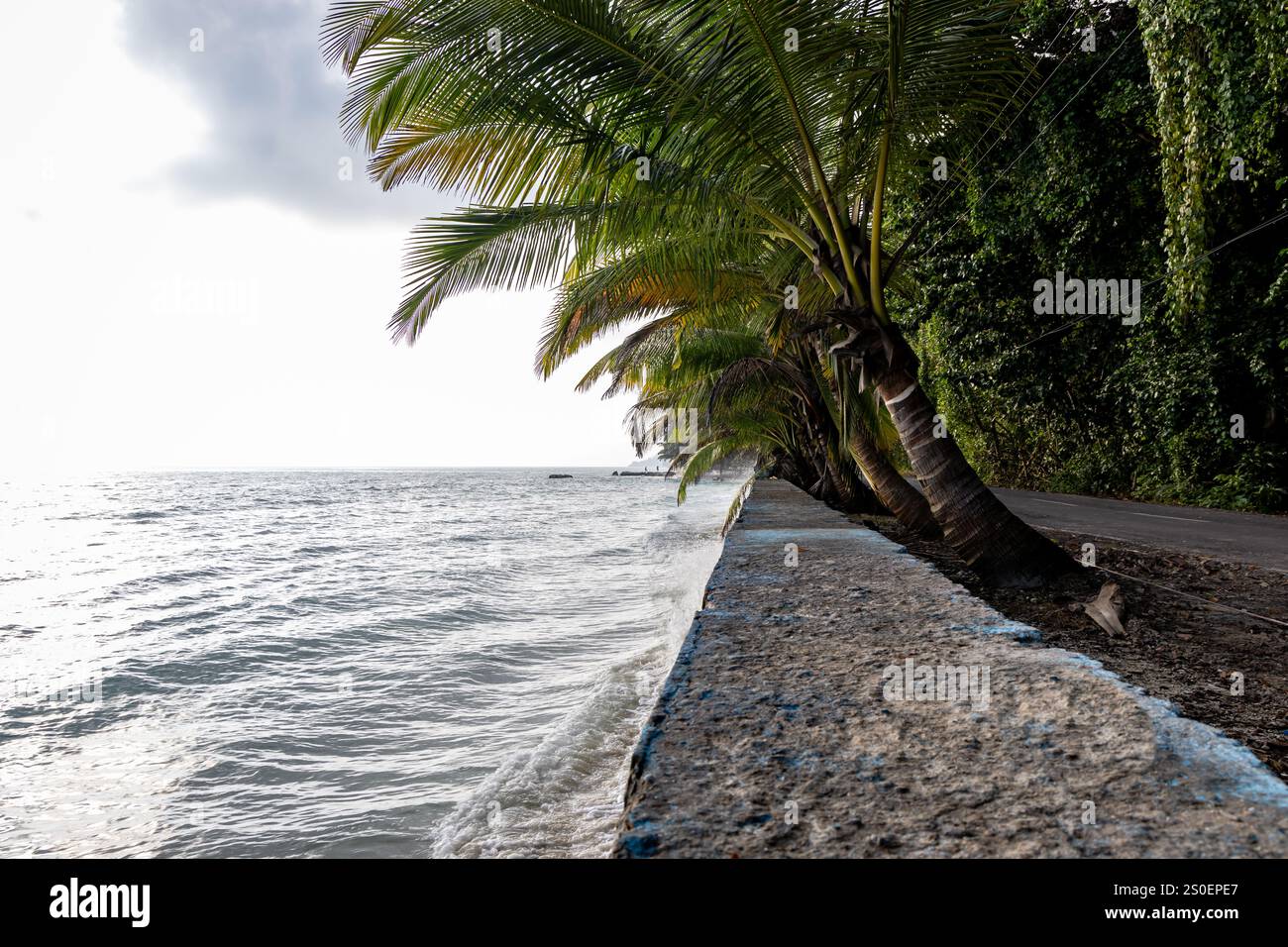 sea shore view with coconut tree at morning from flat angle image is ...