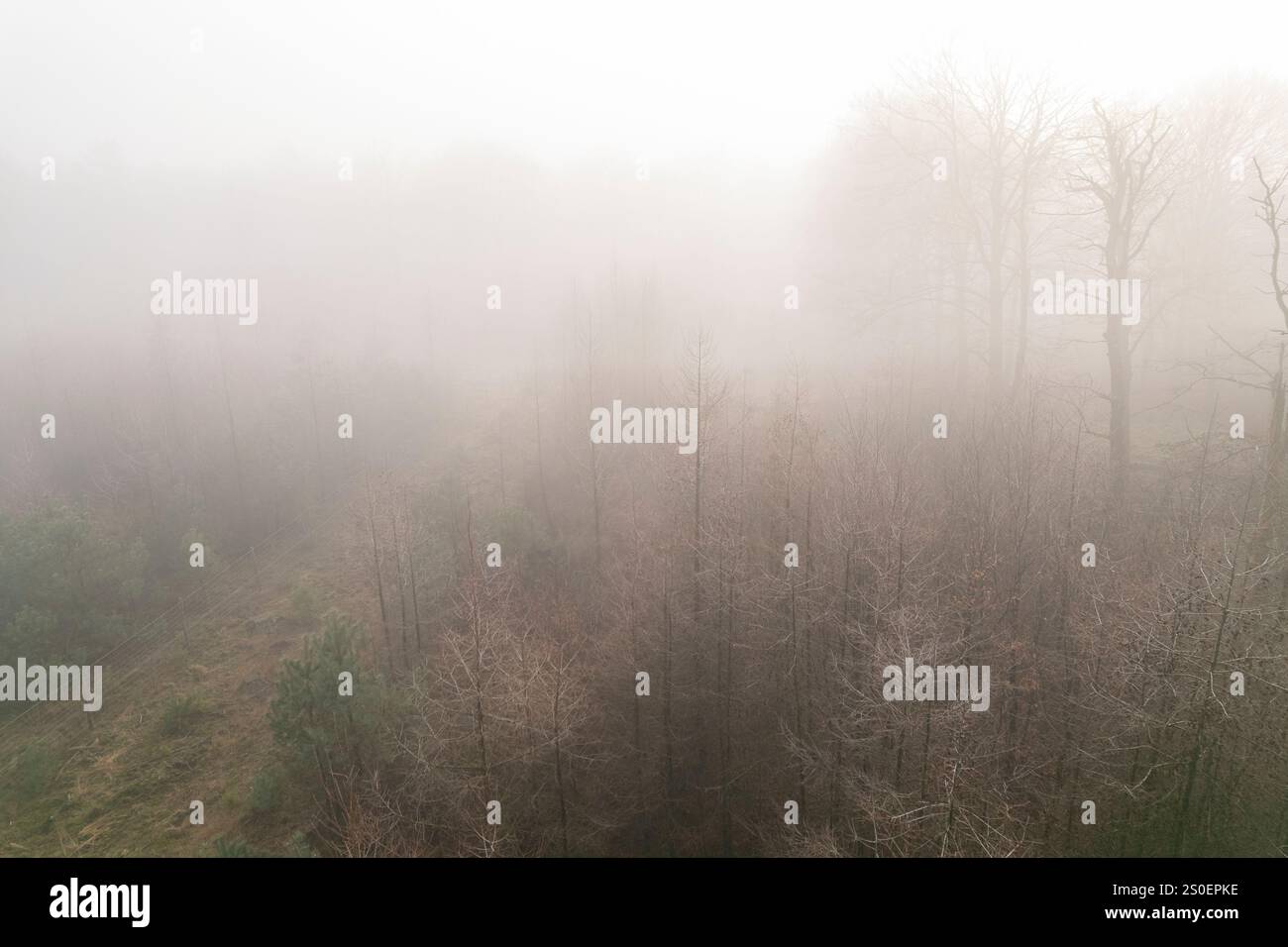 Aerial of thick haze fog in woodland forest in Dutch landscape. Aerial ...
