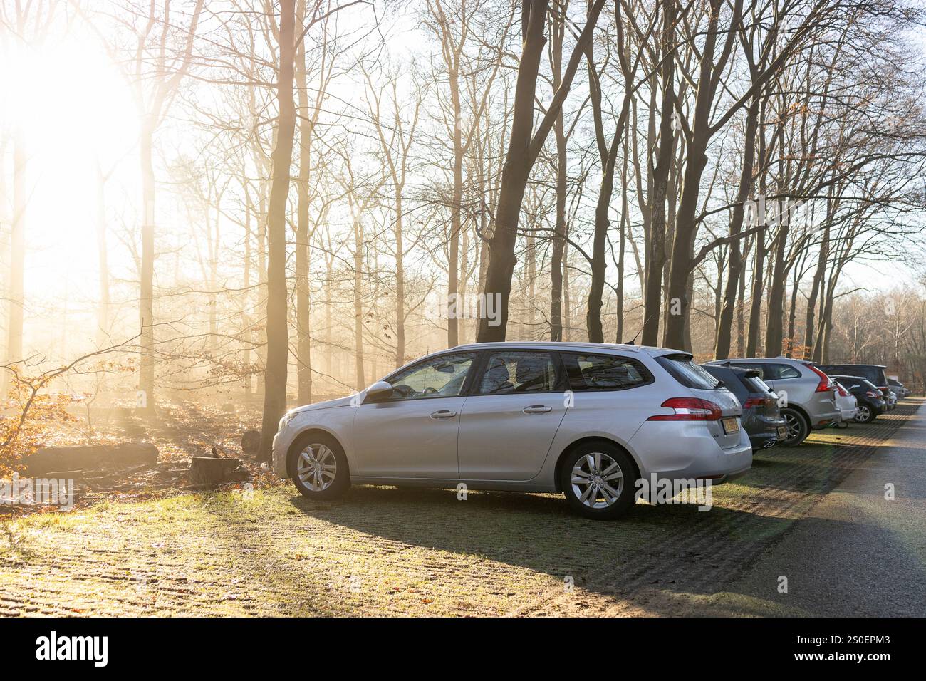 Parking lot with cars in woodland forest in Dutch landscape with thick ...