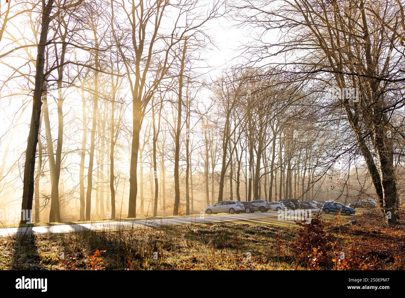 Woodland forest in Dutch landscape with thick mist fog. Winter ...