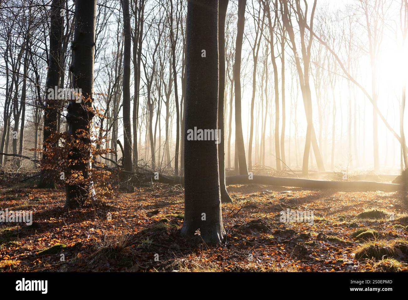 Woodland forest in Dutch landscape with thick mist fog. Winter ...