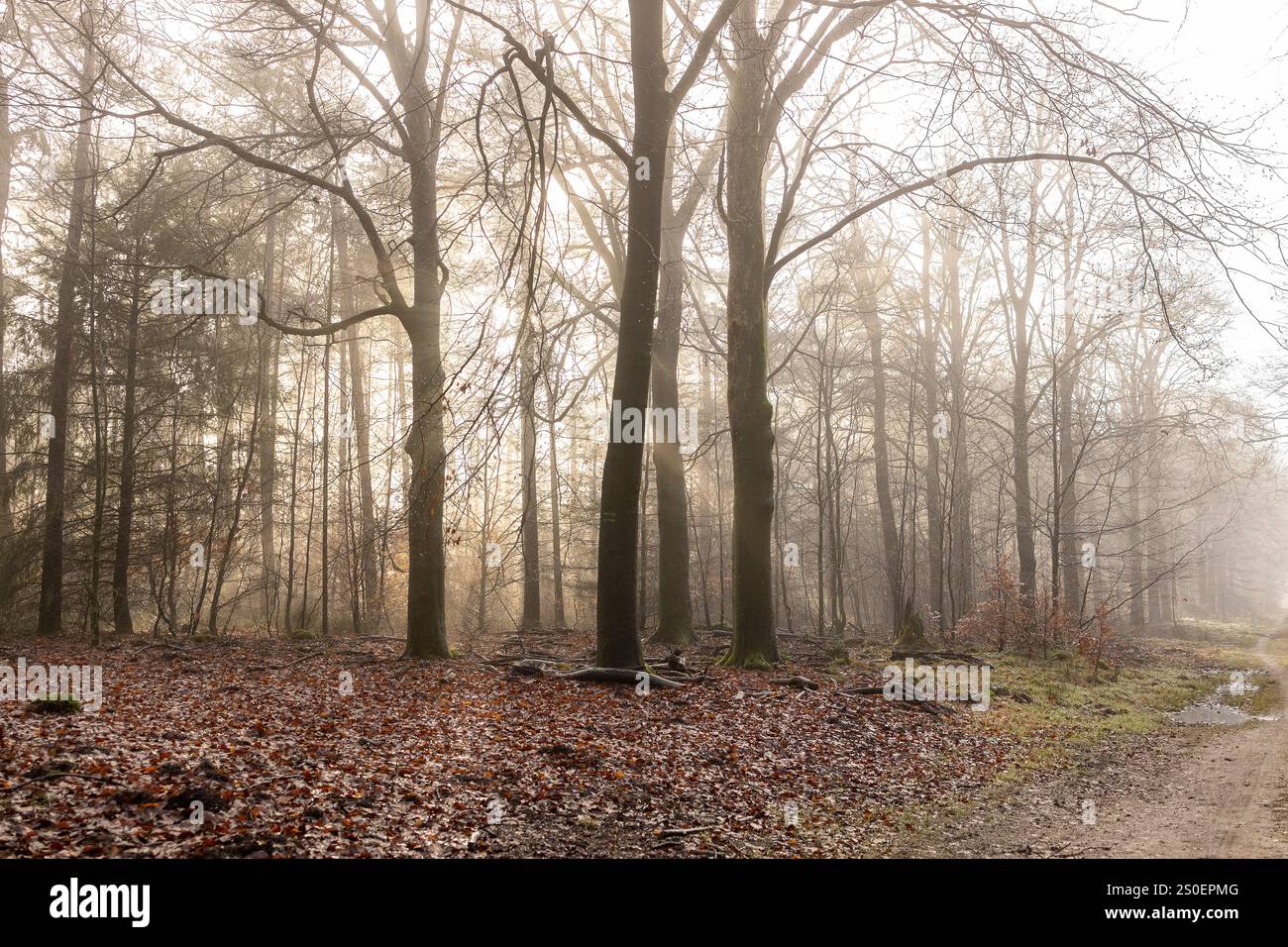 Woodland forest in Dutch landscape with thick mist fog. Winter ...