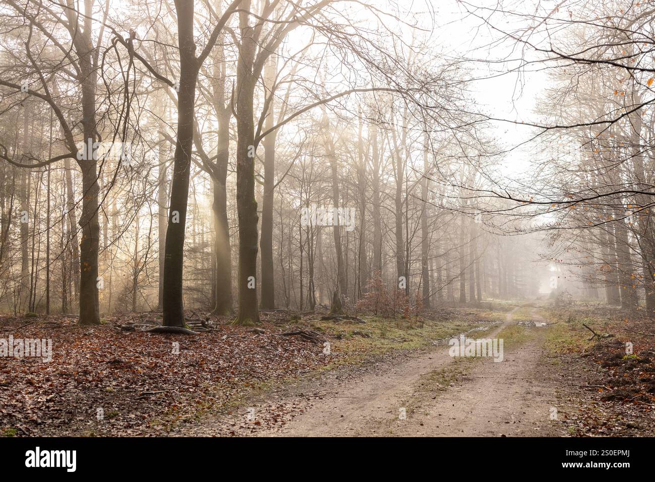 Woodland forest in Dutch landscape with thick mist fog. Winter ...