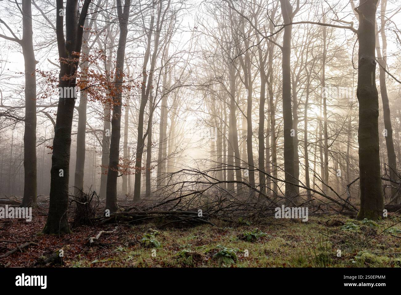 Woodland forest in Dutch landscape with thick mist fog. Winter ...
