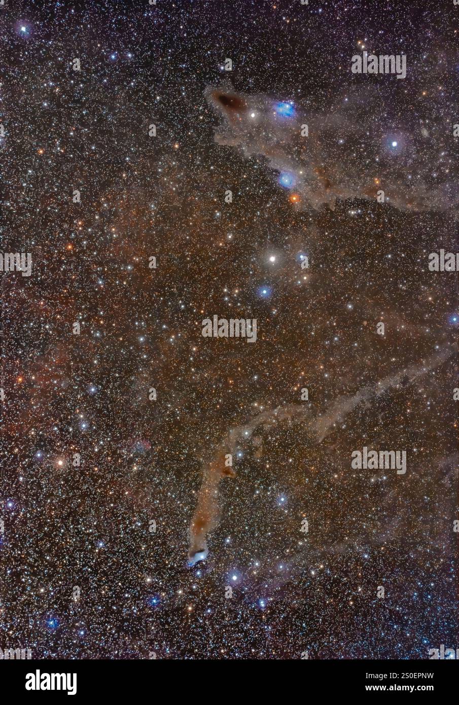 A field of dusty nebulas in northern Cepheus, with the Dark Shark ...