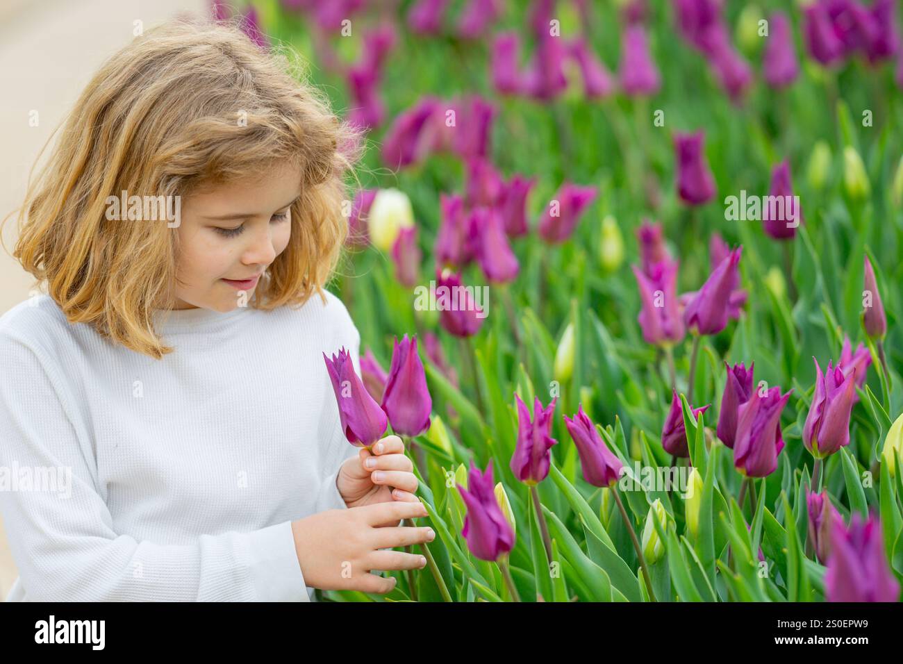 The pink tulip. A child in tulips park. Spring holidays. Kid smelling ...