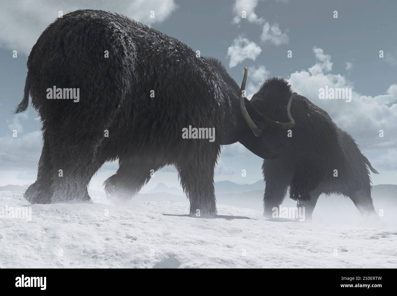 Artwork of a pair of woolly mammoths (Mammuthus primigenius) engaged in ...
