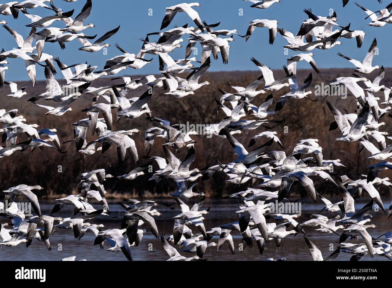 Flock of Snow Geese taking off from the wetlands of their winter home ...
