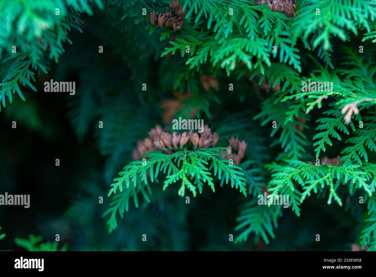 Dense green foliage displays intricate patterns, with subtle brown ...