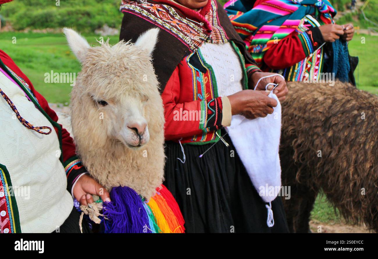 Alpacas and traditional costume in Cusco, Peru Stock Photo - Alamy