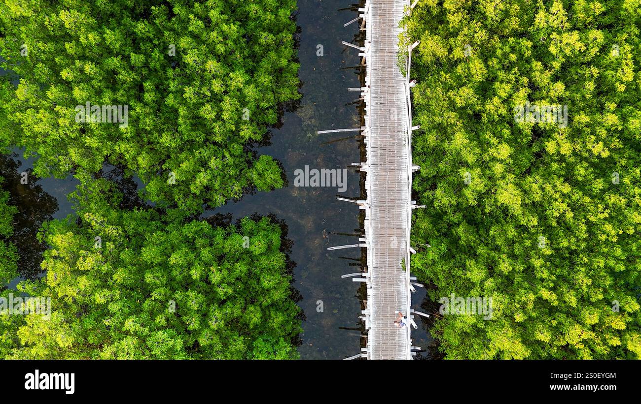 Aerial View of Wooden Walkway Through Lush Green Mangrove Forest Stock ...