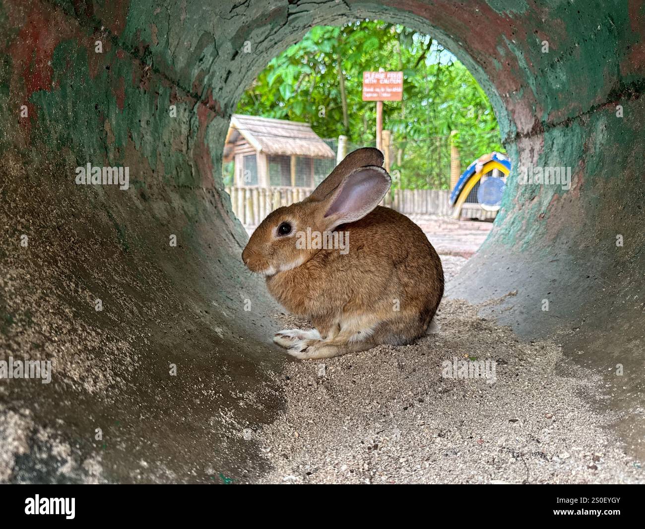 Brown rabbit sitting inside a tunnel on a sandy surface in a park ...
