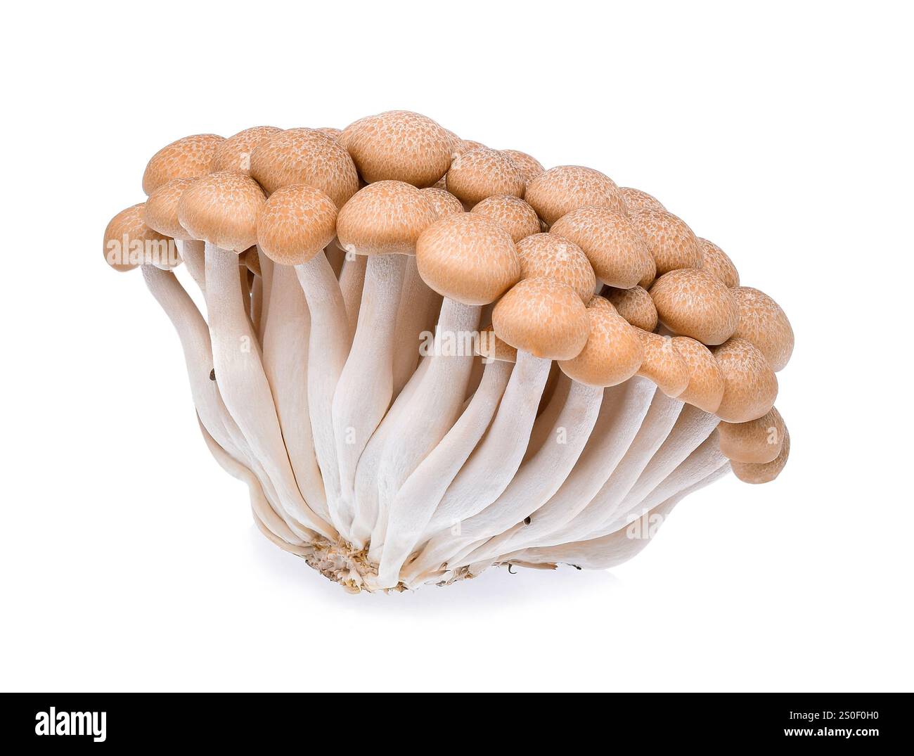 Buna shimeji mushroom isolated on white background Stock Photo - Alamy