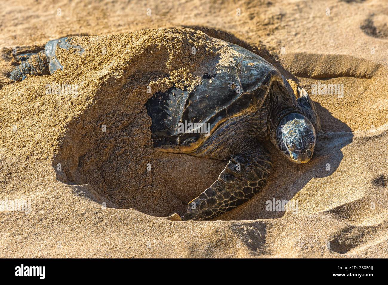 A green sea turtle partially buried in the golden sand of a tropical ...