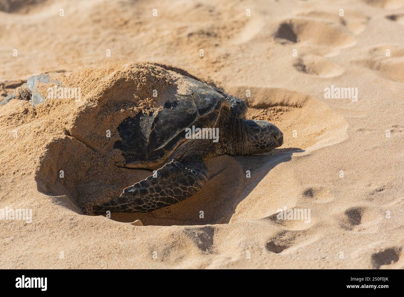 A green sea turtle resting on a sandy beach with its shell and flippers ...
