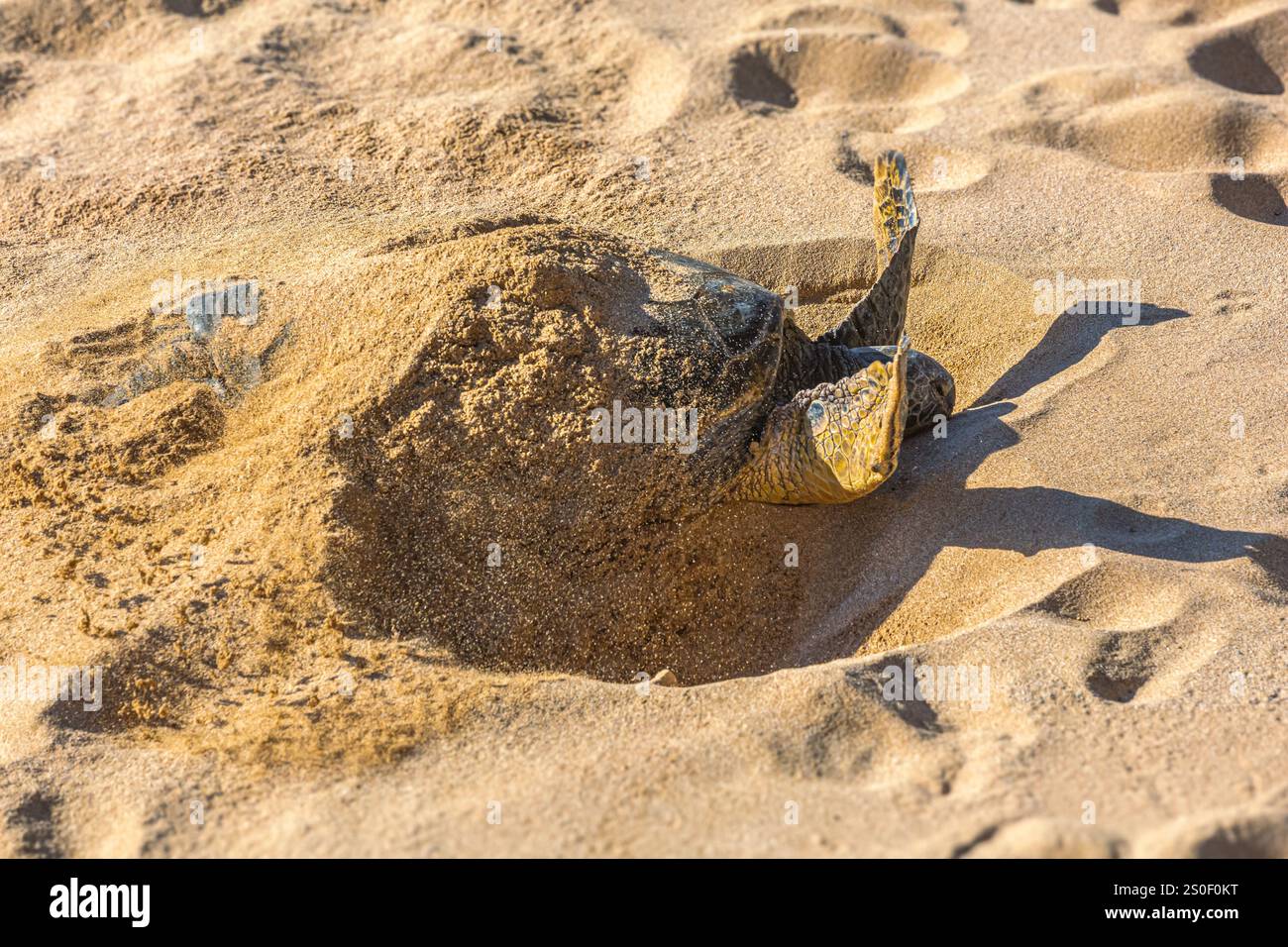 A green sea turtle lying on a tropical beach, partially covered by ...