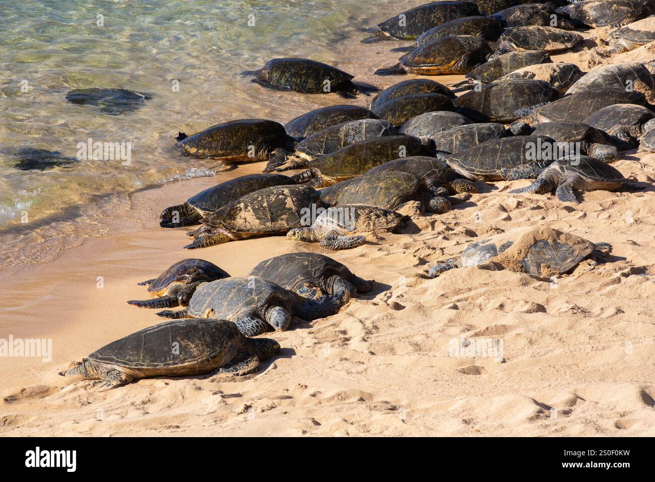 A group of green sea turtles resting on a sunlit sandy beach near clear ...