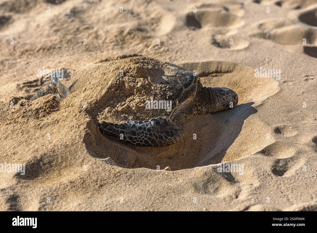 A green sea turtle resting comfortably on a tropical sandy beach, with ...