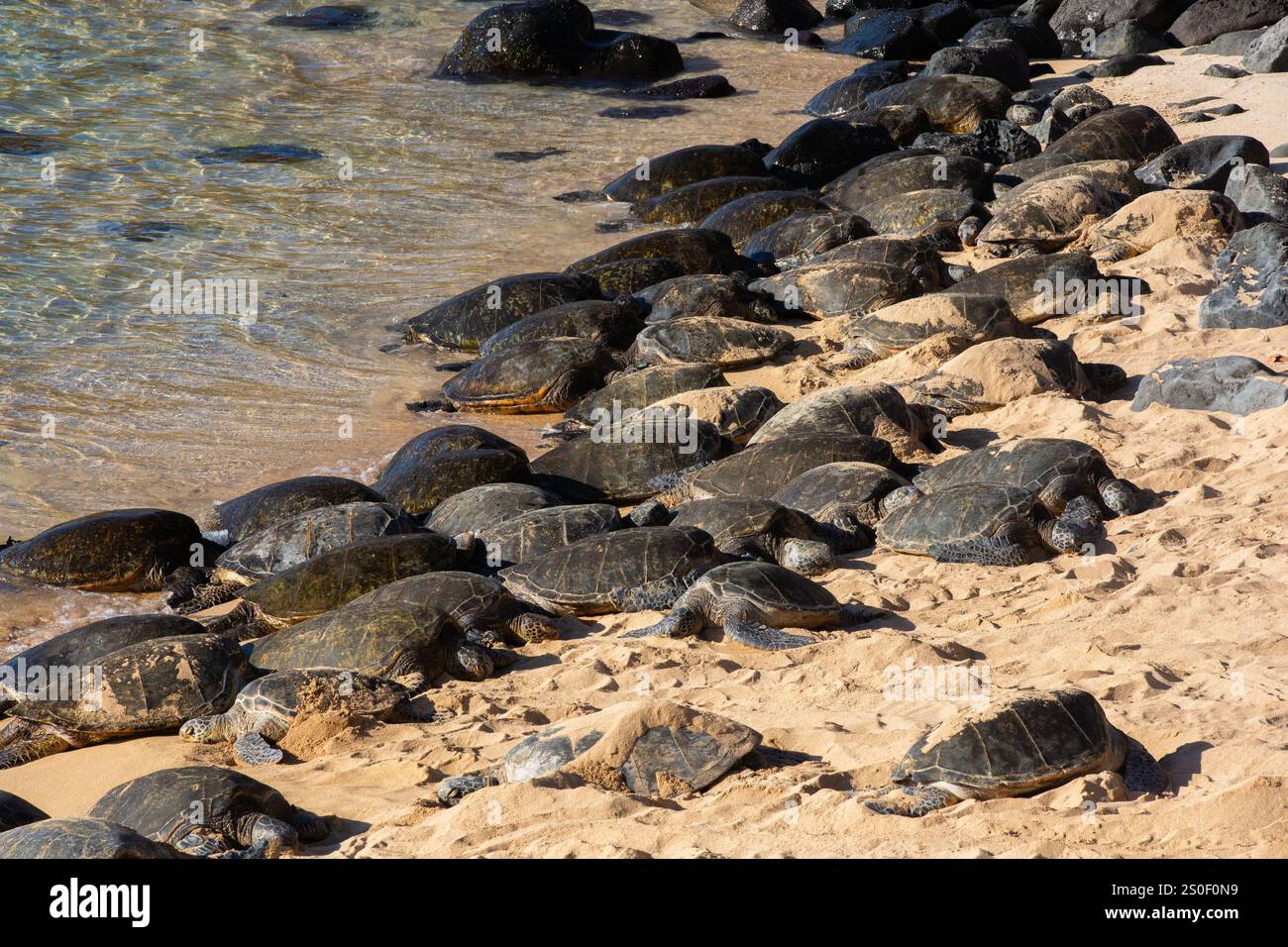 Numerous green sea turtles resting together on a sunny beach near ...