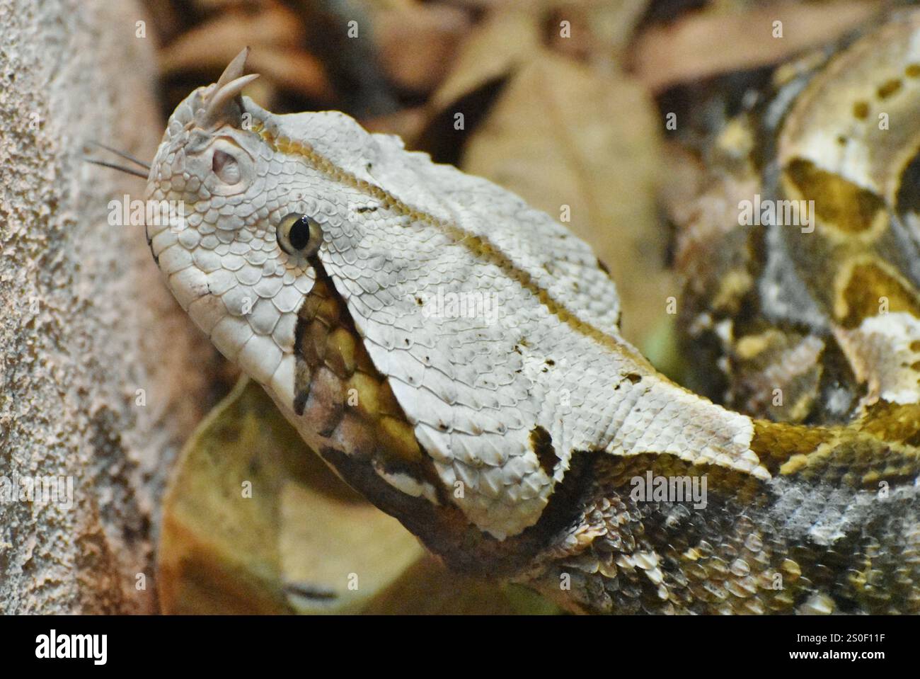 The Gaboon Viper (Bitis gabonica) is a venomous snake native to sub ...