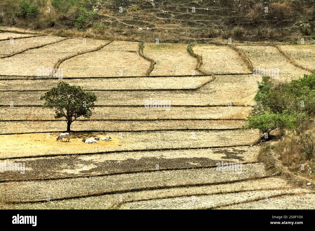 Dry agricultural fields during dry season in East Sumba, East Nusa ...