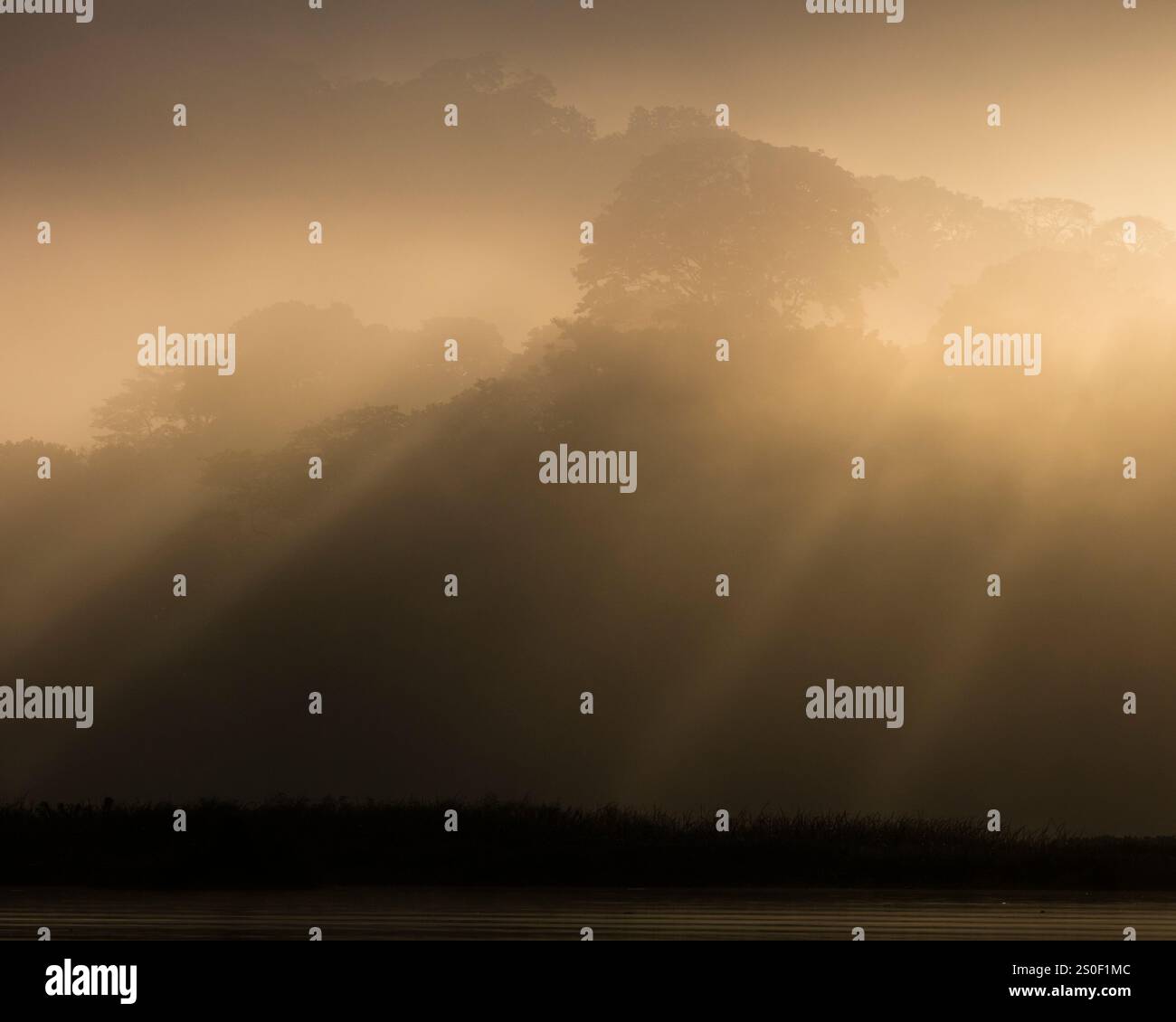 Damp rainforest at sunrise on the east side of Rio Chagres, Soberania ...