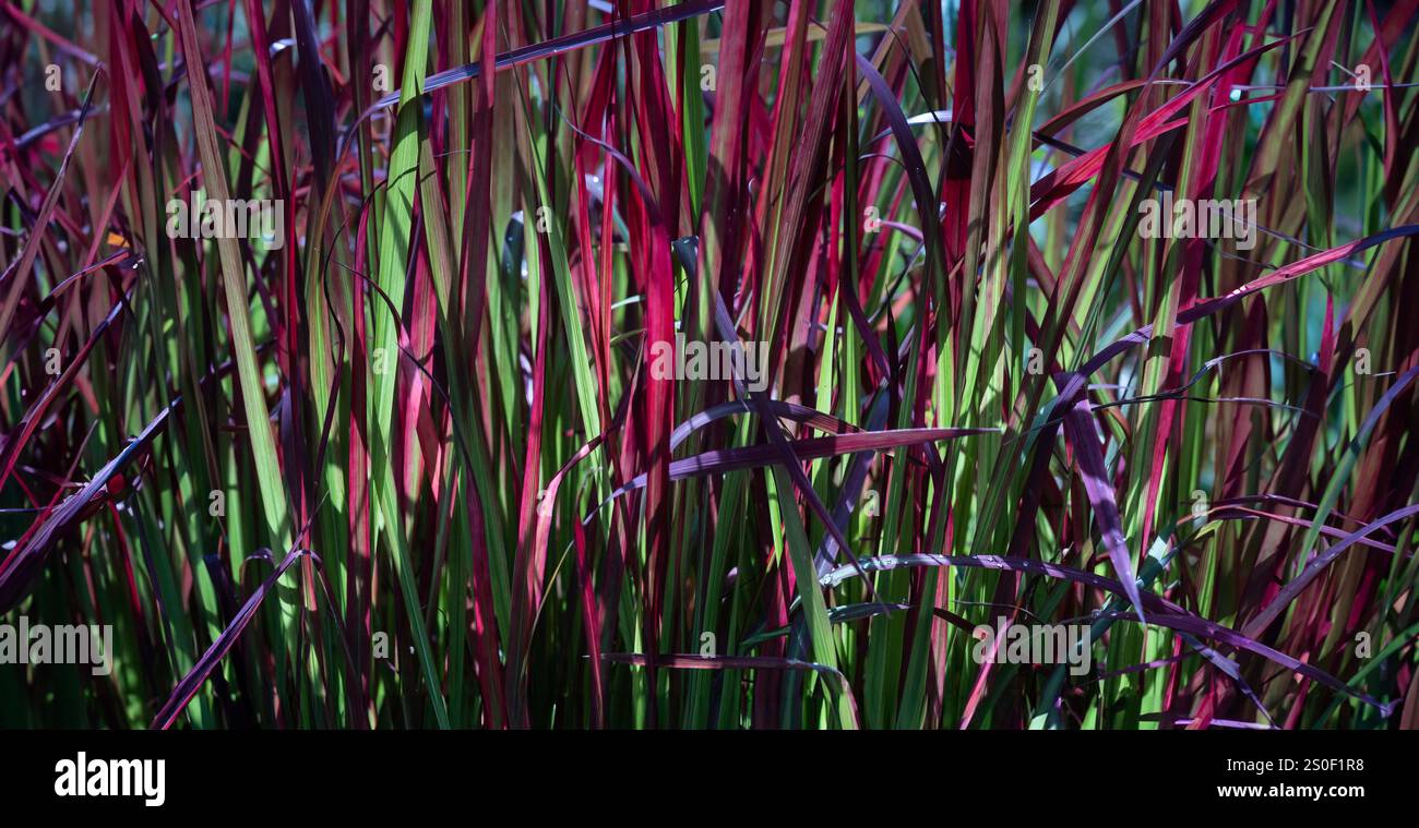 Colorful background with Imperata cylindrica 'Red Baron', Japanese ...