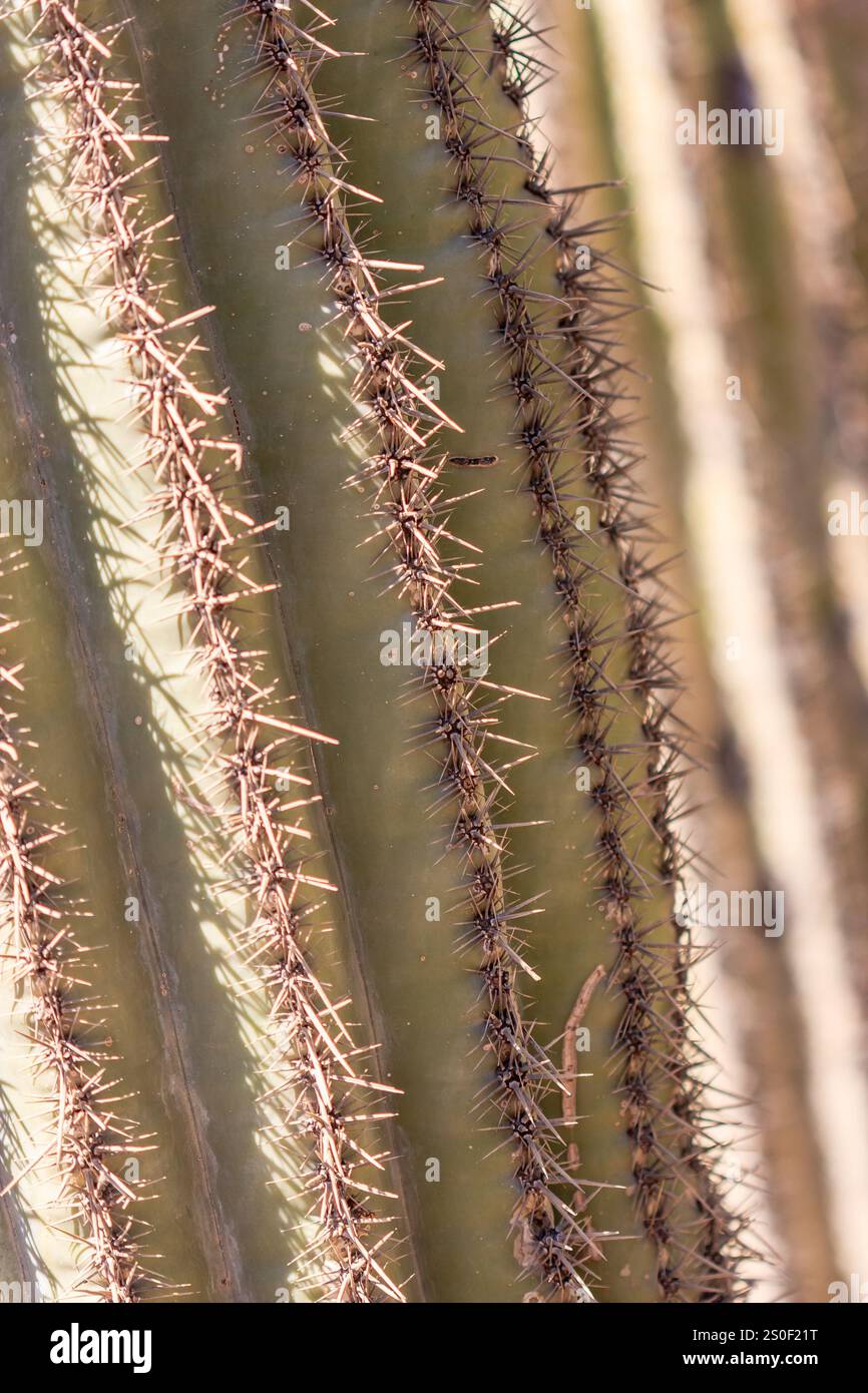A cactus with spines is shown in a close up. The spines are brown and ...