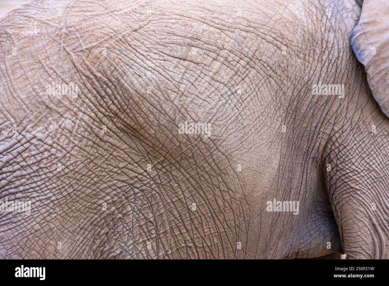 The elephant's skin is wrinkled and has a rough texture. Concept of ...
