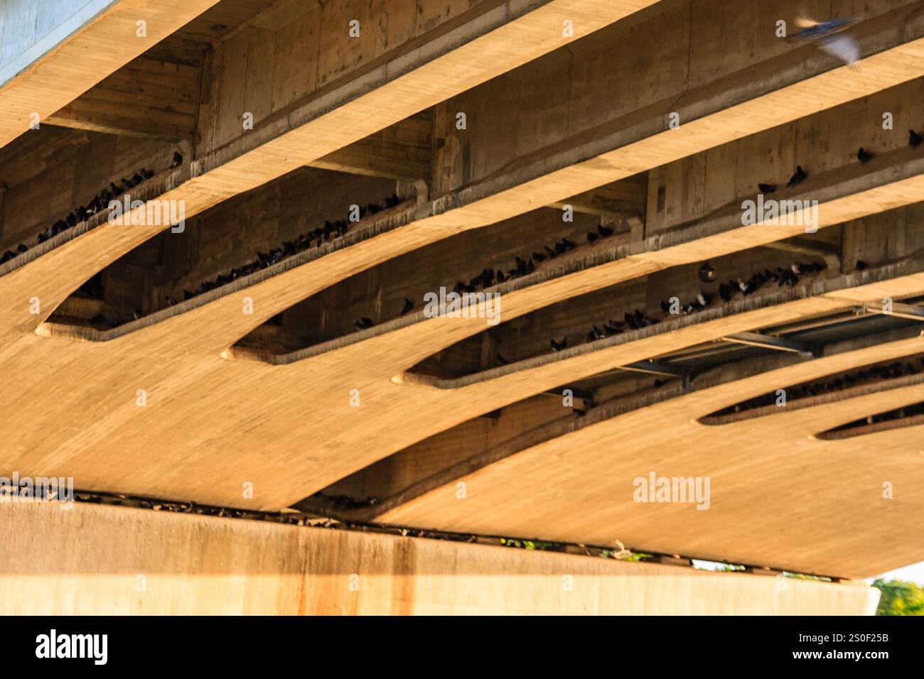 The bridge is covered in birds. The birds are flying in the air above ...