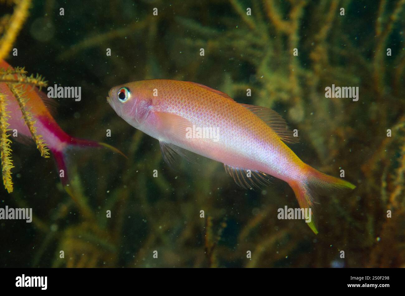 Luzonichthys taeniatus hi-res stock photography and images - Alamy