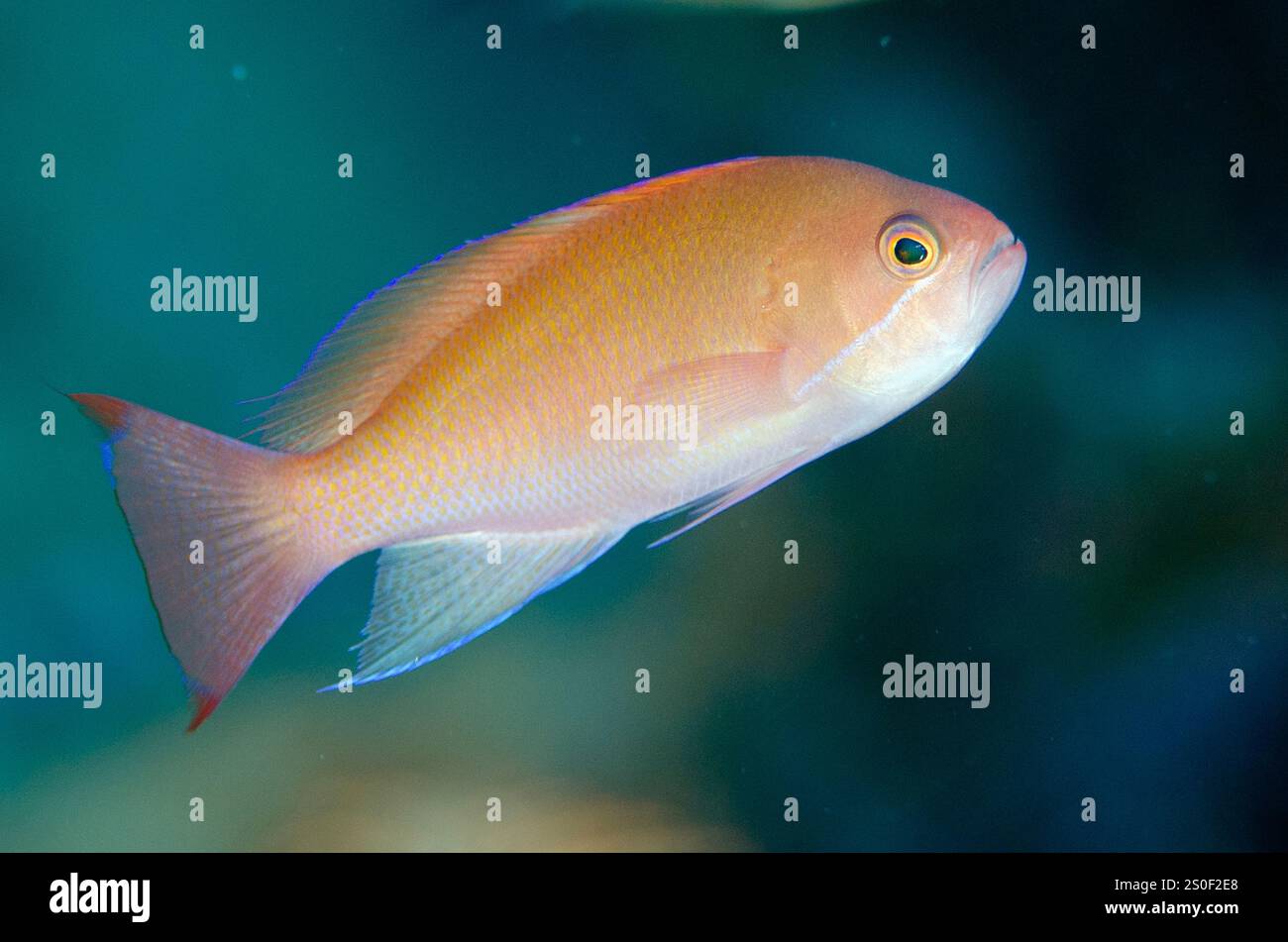 Female Stocky Anthias, Pseudanthias hypselosoma, Baracuda Rock dive ...