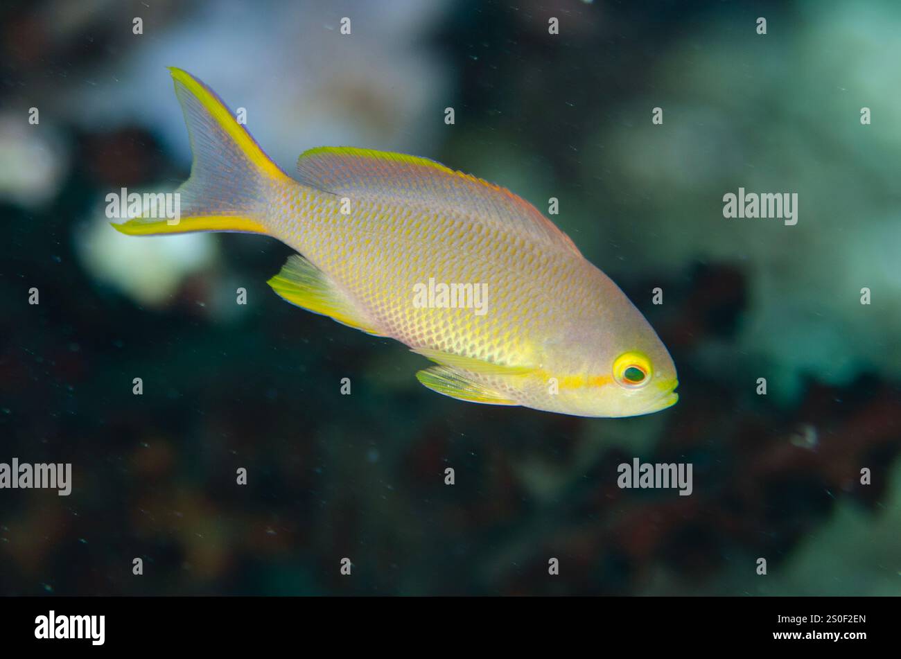 Female Threadfin Anthias, Pseudanthias huchtii, Baracuda Rock dive site ...
