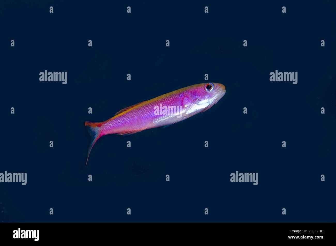 Waite's Splitfin, Luzonichthys waitei, Loleo dive site, Weda, Halmahera ...