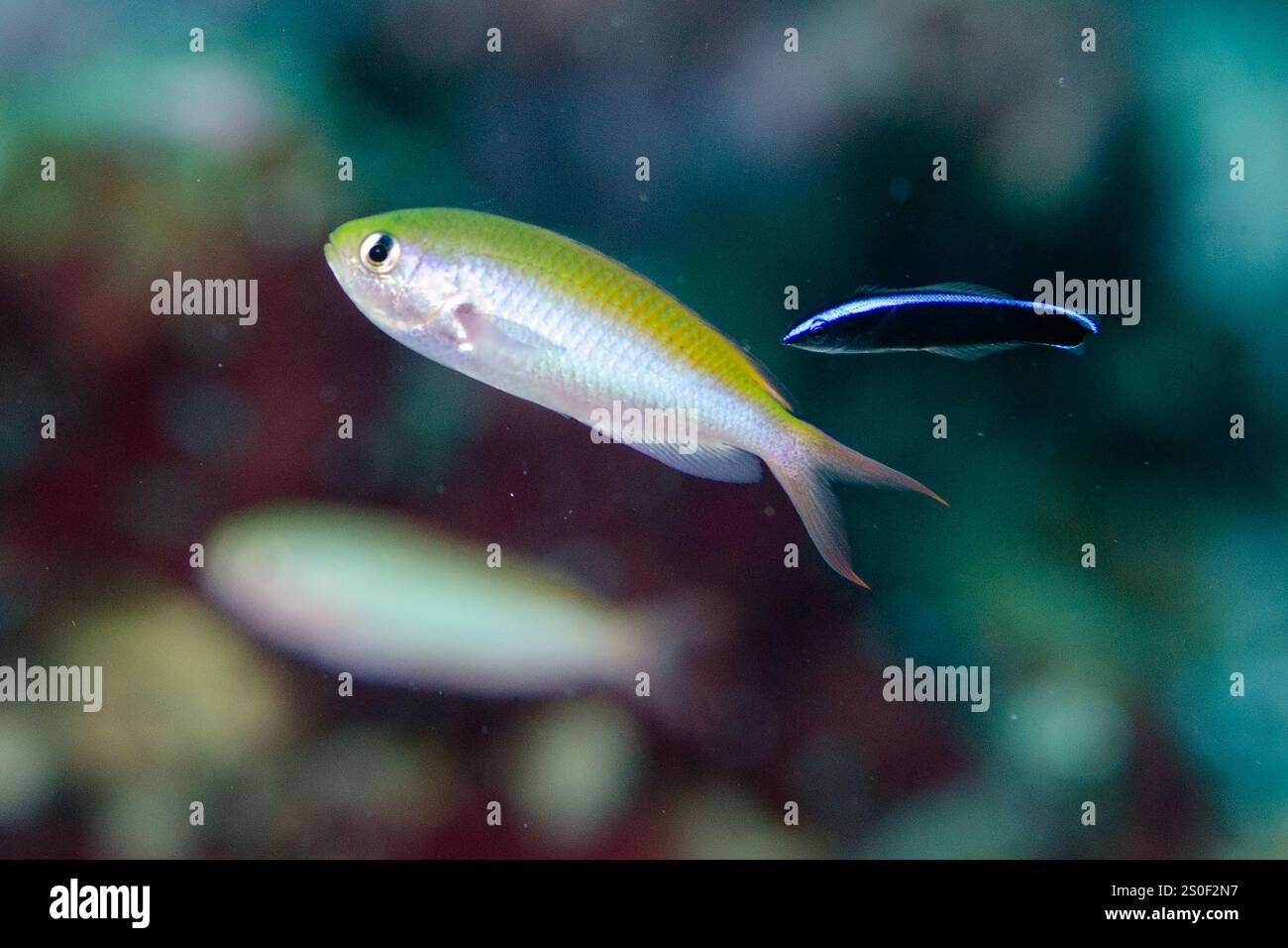 Fusilier Damselfish, Lepidozygus tapeinosoma, being cleaned by juvenile ...