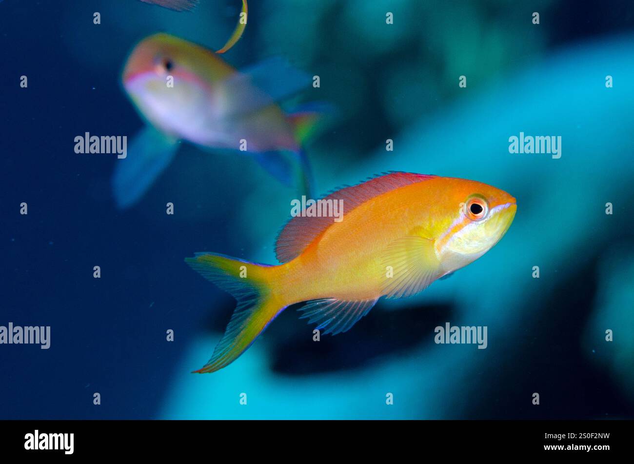 Female Redfin Anthias, Nemanthias dispar, Suanggi dive site, Banda ...