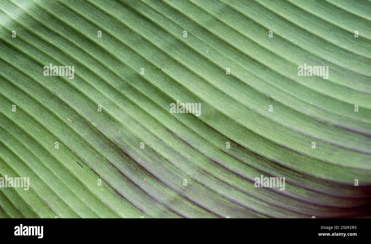 Abstract shaped green wavy ridges on a banana leaf, Ensete ventricosum ...