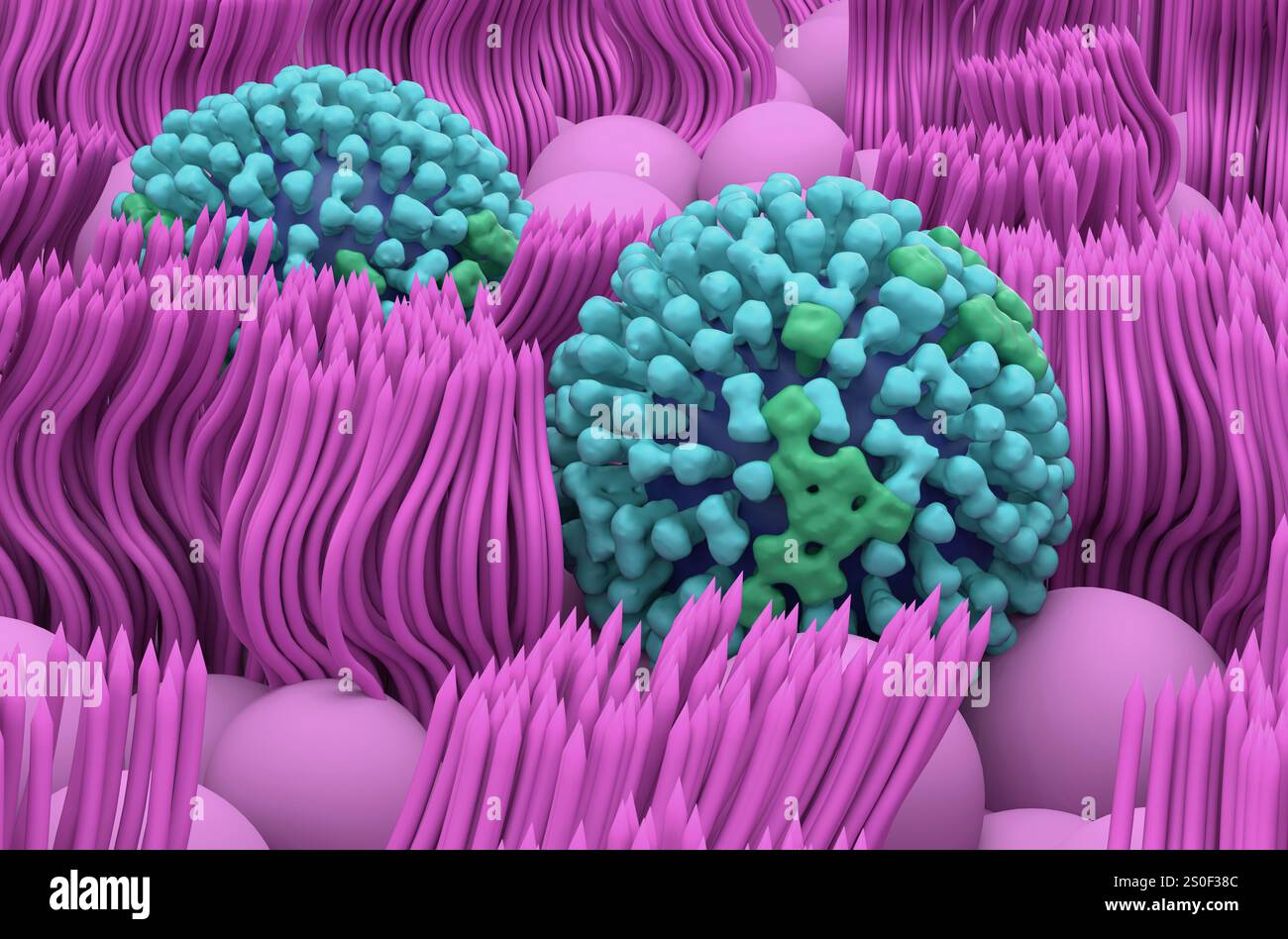 Influenza (flu) virus on the nasal mucosa lines - closeup view 3d ...
