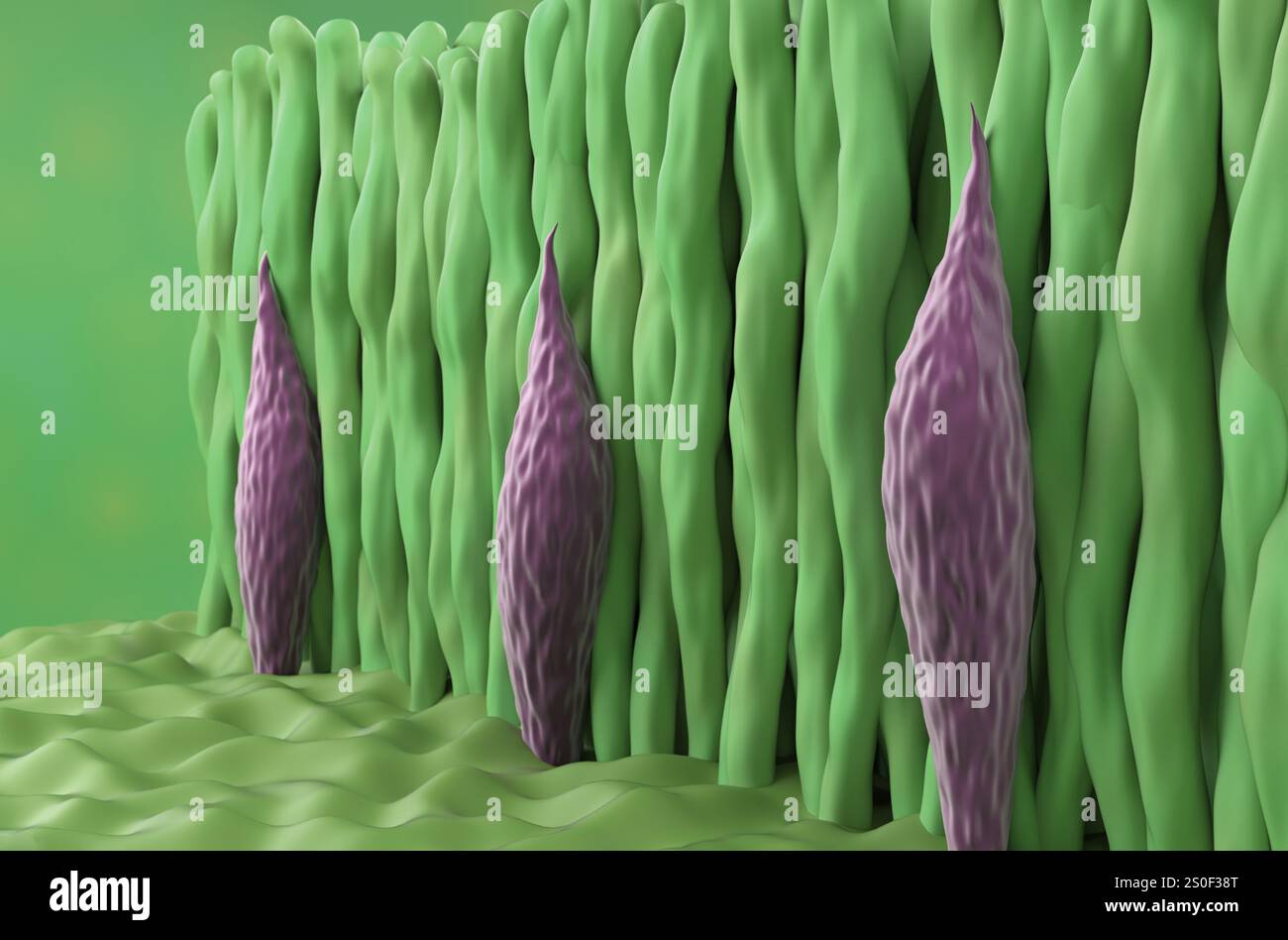 Retina photoreceptor (cone and rod cells) closeup view 3d illustration ...