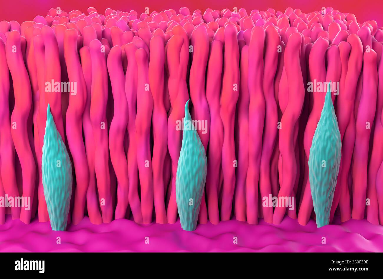 Retina photoreceptor (cone and rod cells) isometric view 3d ...