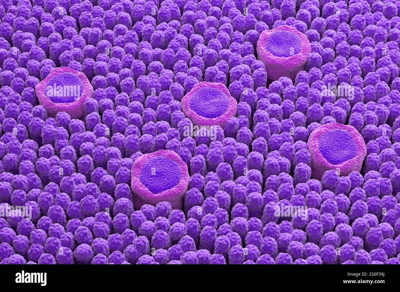 Taste buds - isometric view 3d illustration Stock Photo - Alamy