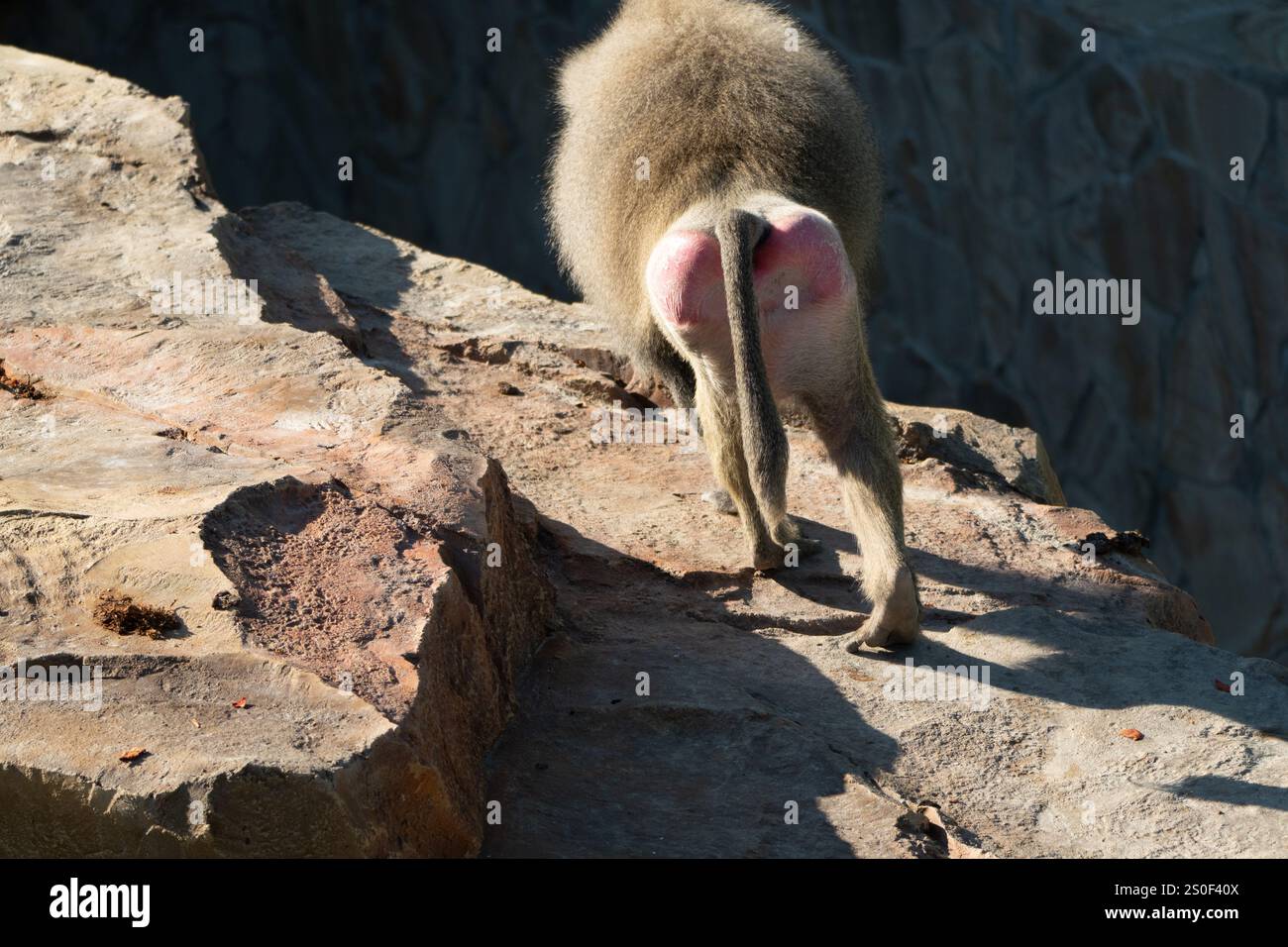 Baboon Tail Rocks Zoo - A baboon with a pink bottom walks on a rock in ...