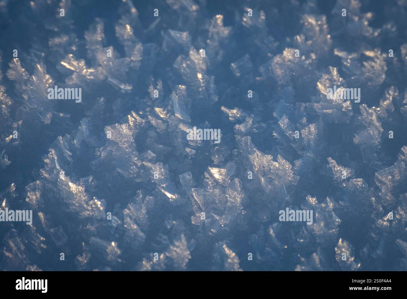 Ice crystals in a winter wonderland in Moeggers in Vorarlberg in ...