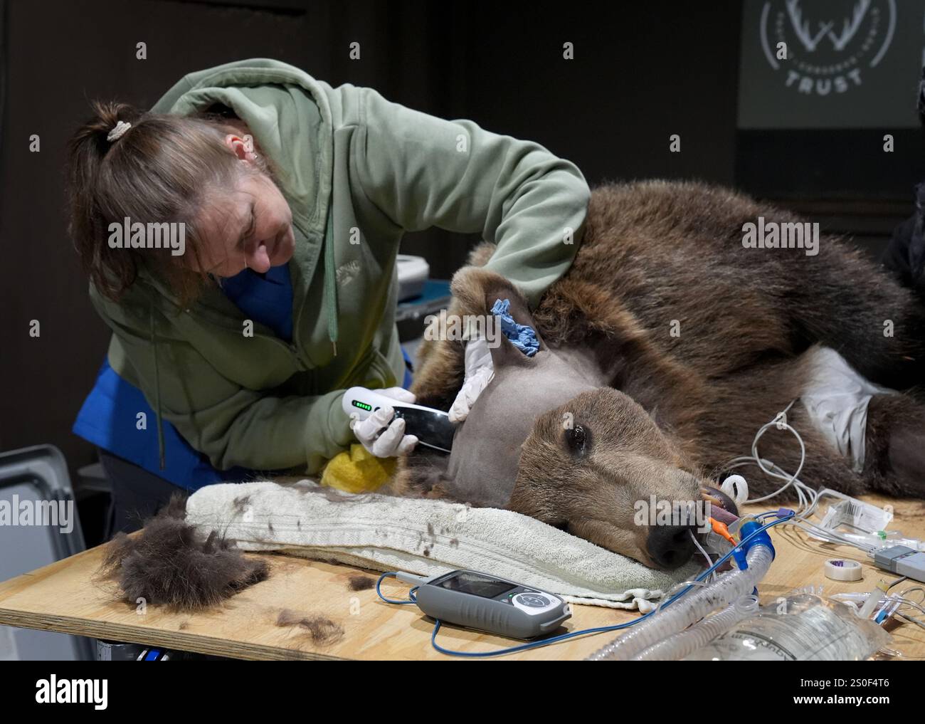 File photo dated 09/10/24 of Boki, a two-year-old brown bear being ...