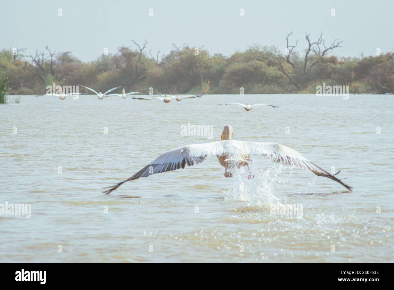 Back view of pelican taking off from river with feet barely touching ...