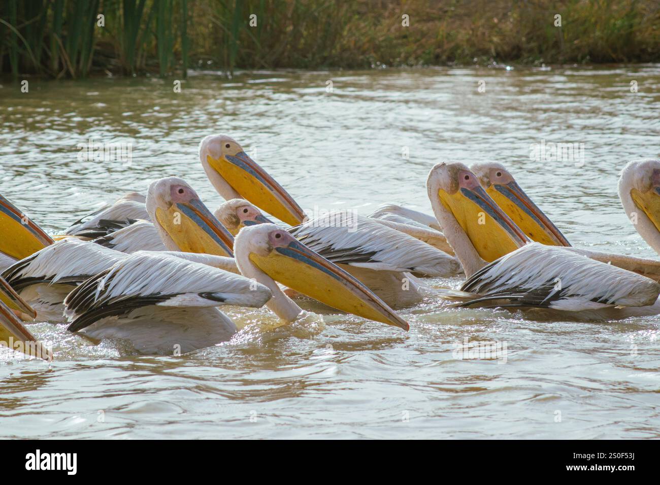 Pelicans sitting about in djoudj national park in northern senegal ...